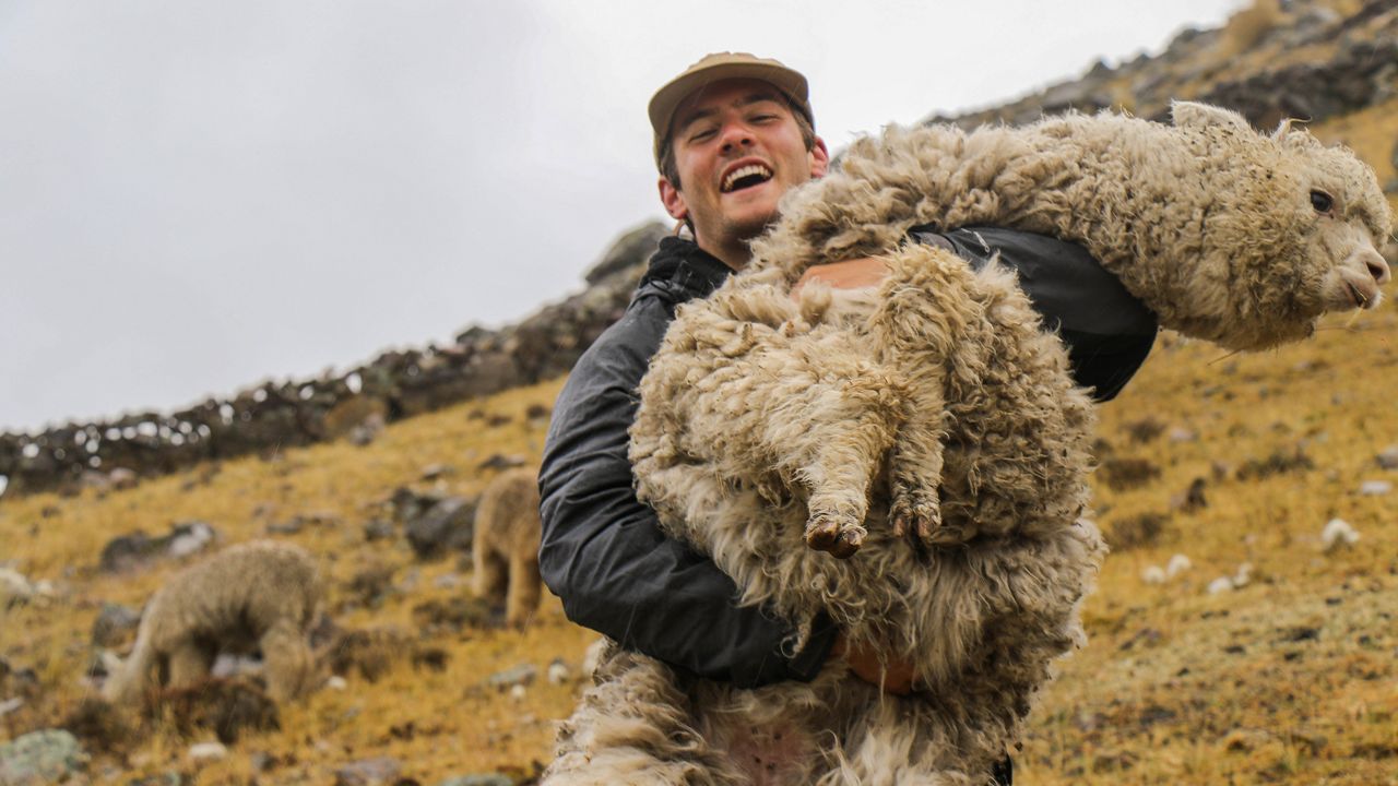 Alpaca fiber-based clothing startup leading the charge