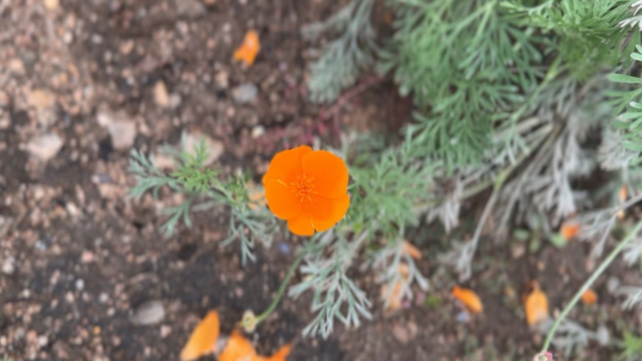 Altadena wildfire scars to bloom into hope this Spring