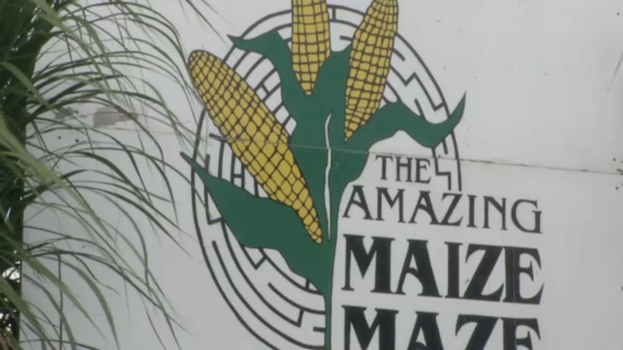 Amazing Maize Maze at Long Acre Farms Opens