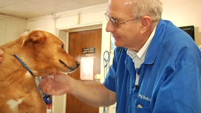 Animal Welfare Hotline a New Way to Report Animal Cruelty