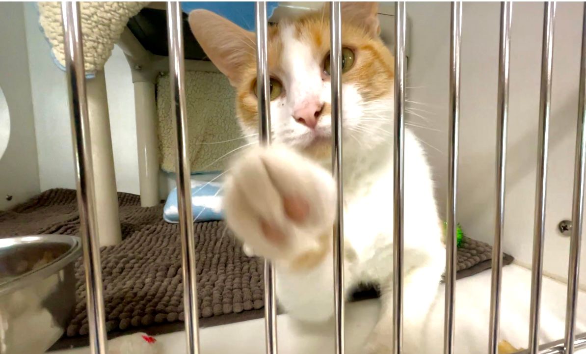 Animal shelters struggle to keep up as capacity hits max