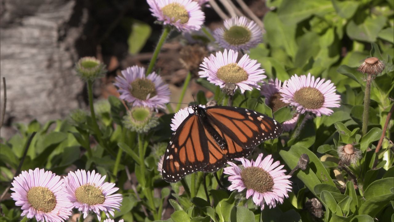 How You Can Help Save the Monarch Butterfly