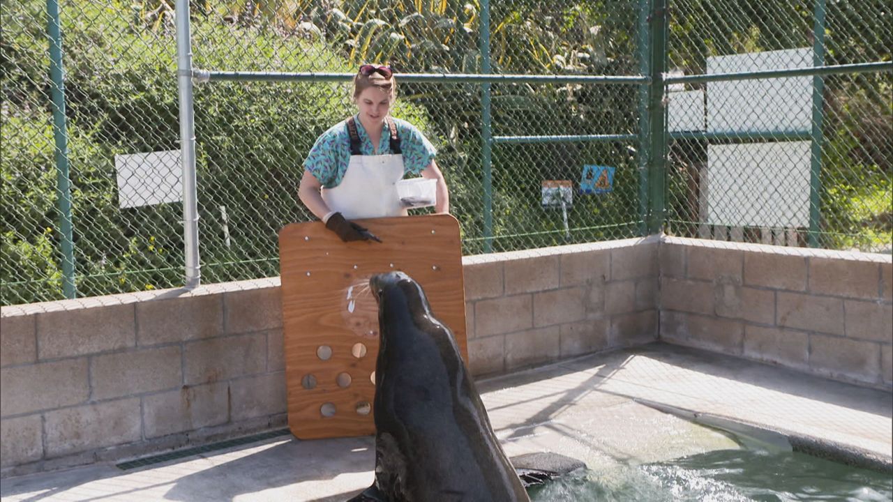 High School Student Trying to Help Save Marine Mammal Center