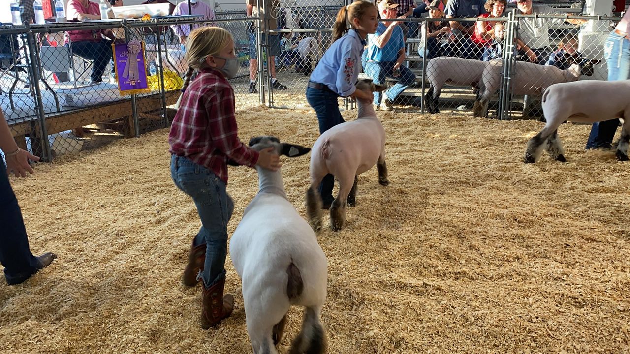 Carolina Classic Fair animal show