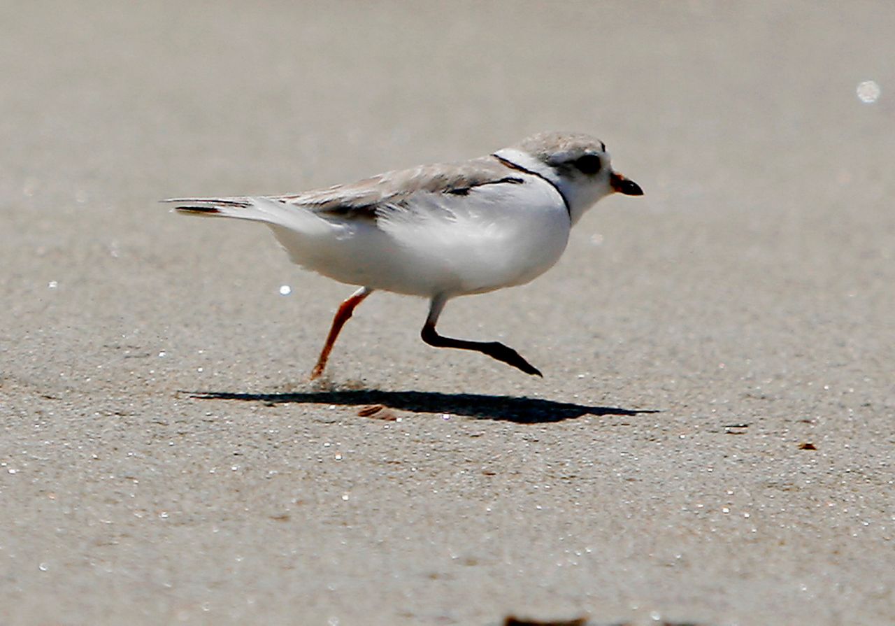 Record numbers of piping plovers recorded on Maine beaches