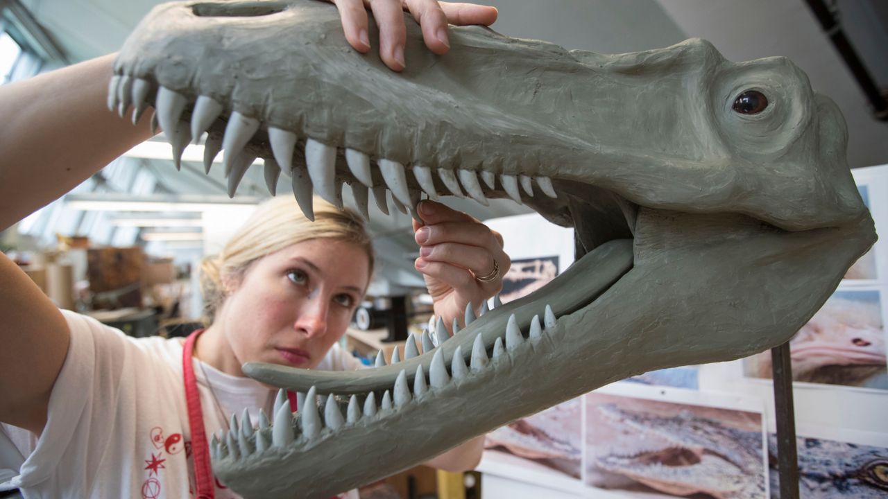 American Museum of Natural History Set to Reopen