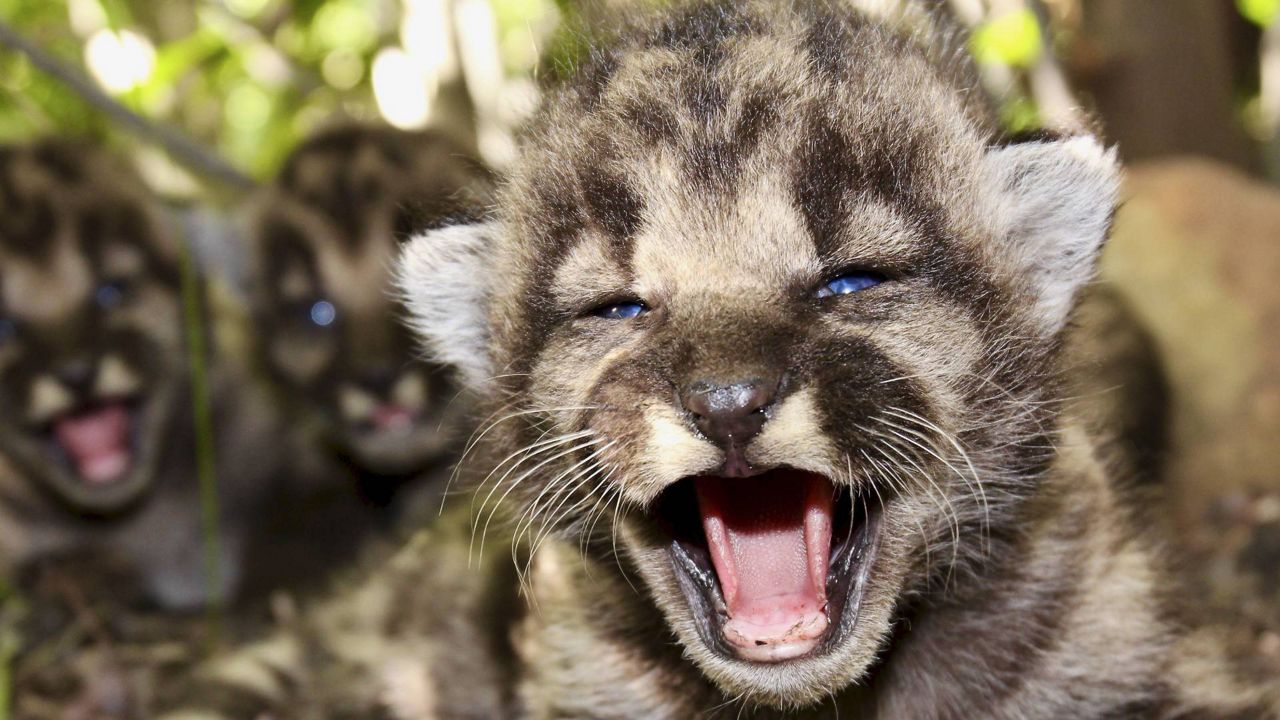 Santa Monica Mountains See Mountain Lion Baby Boom