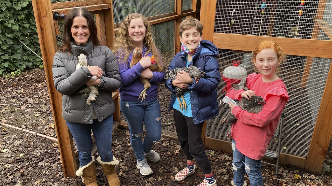 COVID-19 Pandemic Feeds Demand for Backyard Chickens