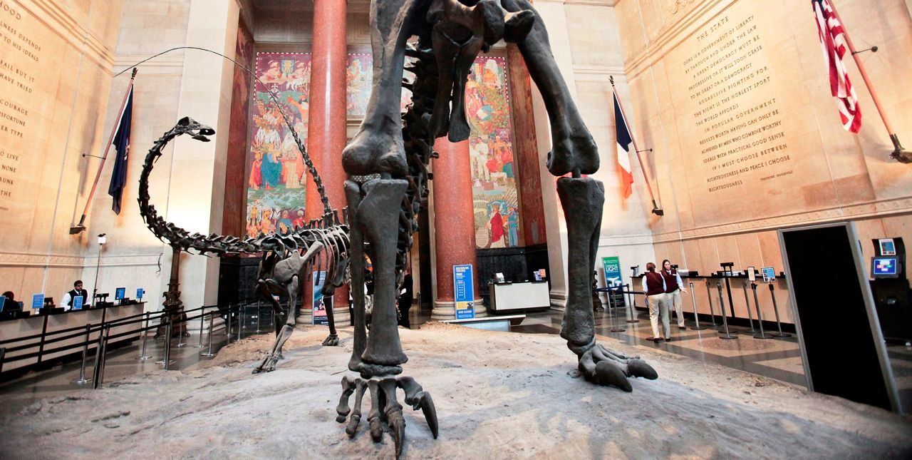 American Museum of Natural History President weighs in on reopening ...