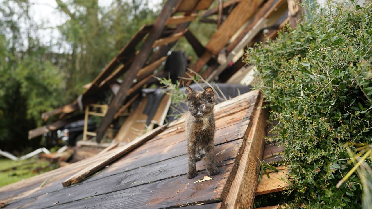 Humane Society Takes in Pets Displaced by Hurricane Laura