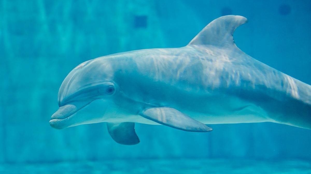 CMA announces death of Apollo the dolphin