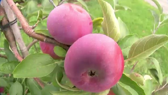Dwarf Apple Trees