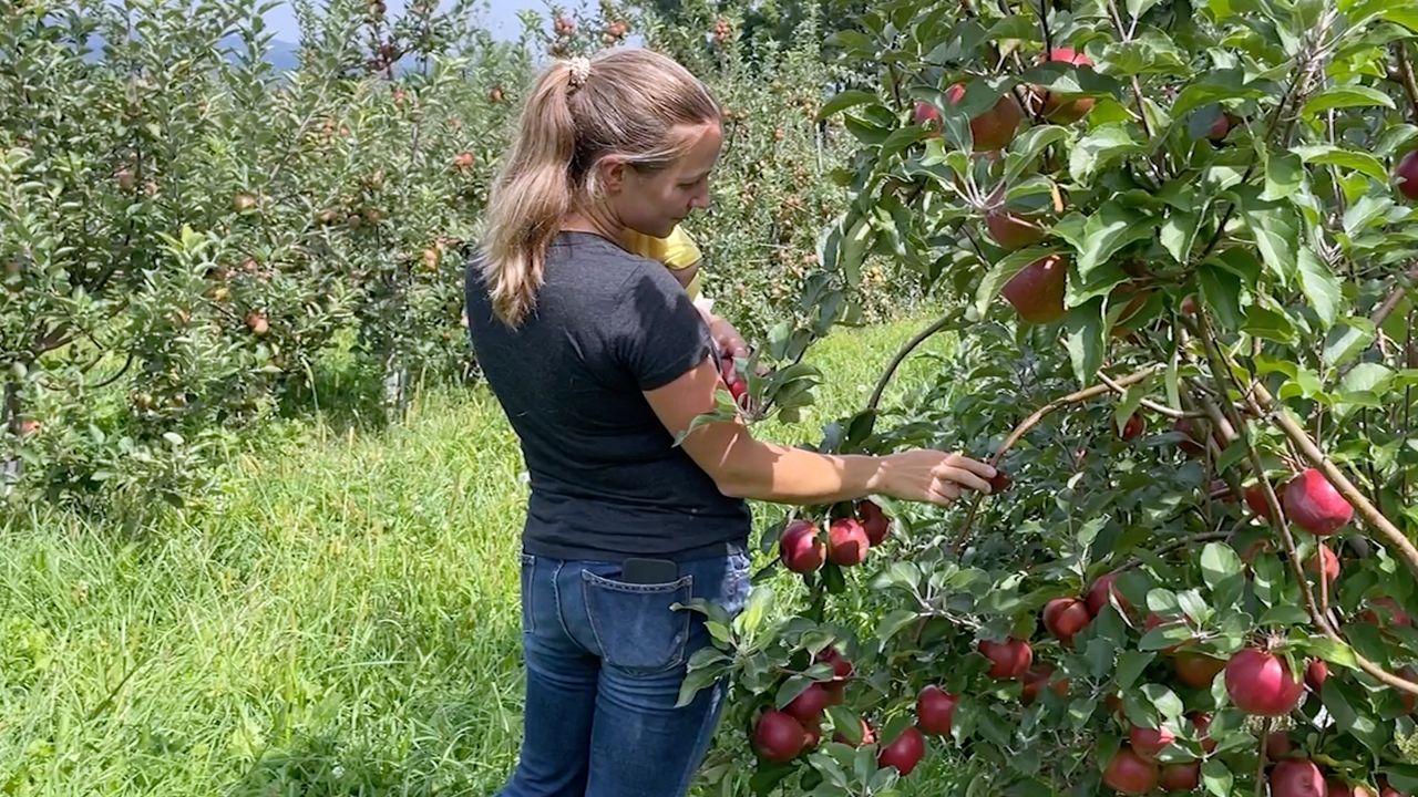 Orchard owners say apples coming in ready for picking