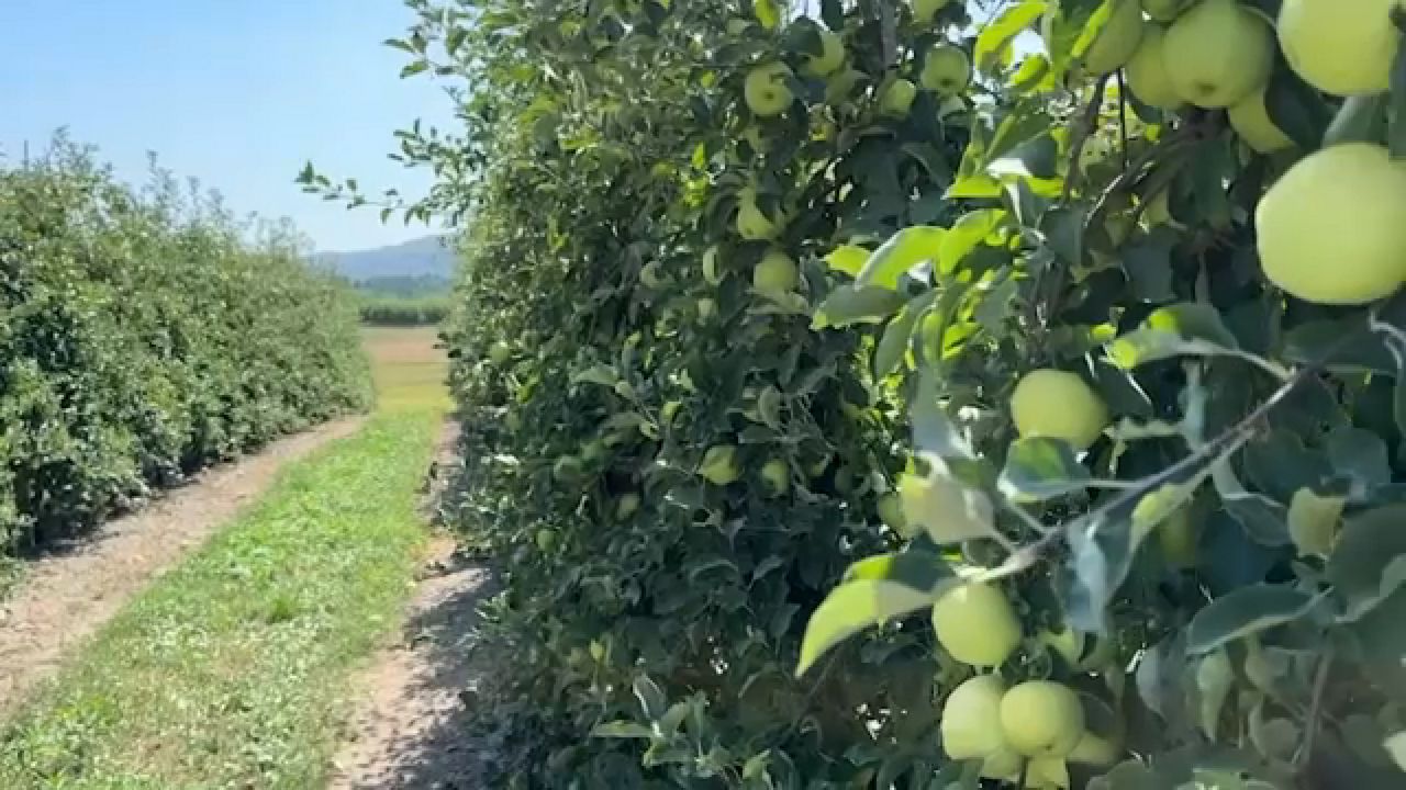 Apple orchards seeing pros and cons of hot, dry summer