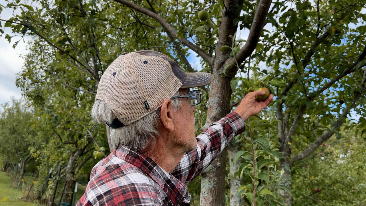 How apple picking season will be impacted by the drought