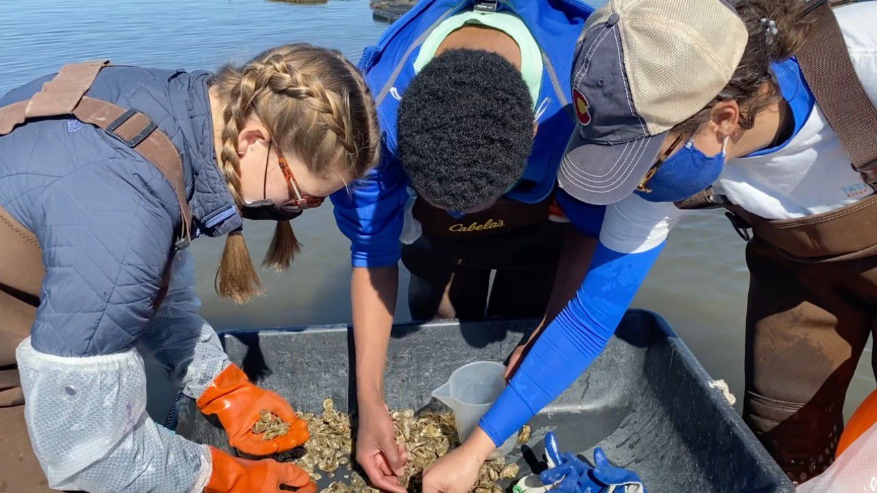 Students at Duke Marine Lab Get Hands-On Experience Aquafarming