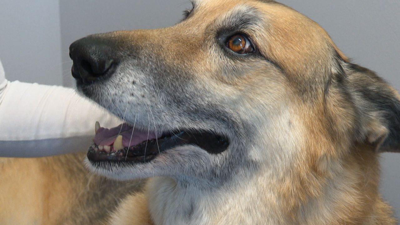 German Shepherd Receives Stem Cell Therapy