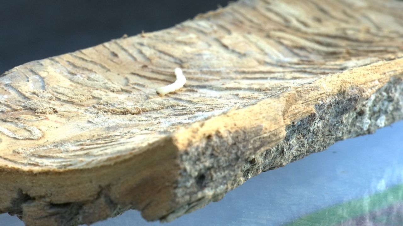 Invasive insect killing Ash Trees across Wisconsin