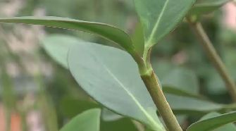 Learn How the Autograph Tree Got It's Name
