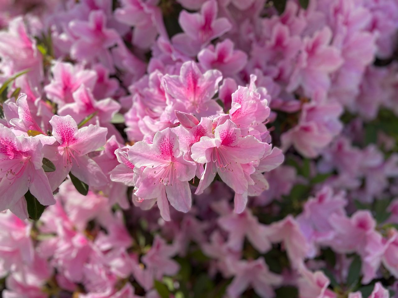 Signature blooms: The Southeast