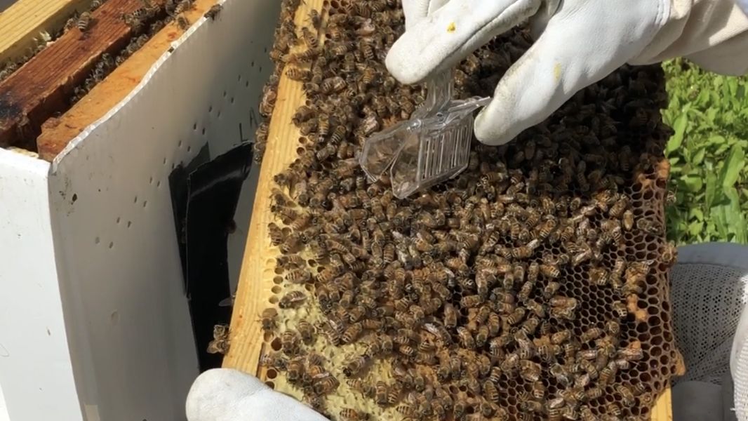 The two types of bee swarms