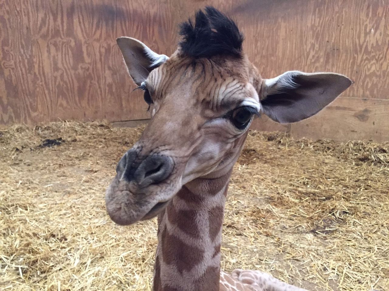 Baby Giraffe the Newest Addition at Lazy 5 Ranch