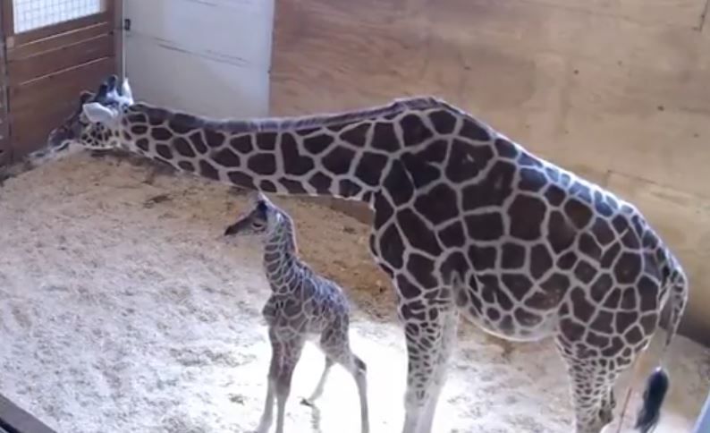 Giraffe Love: April Gives Birth to Calf