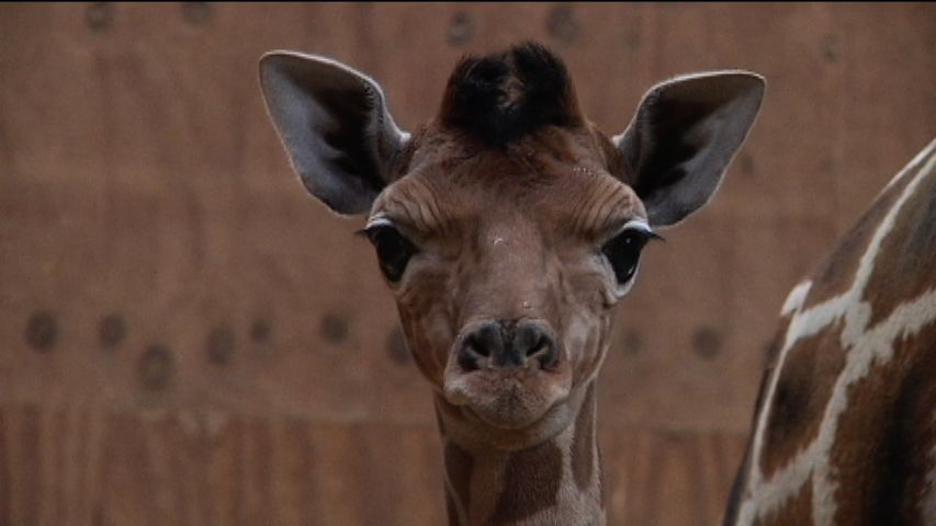 Six-Day-Old Giraffe Meets Friends, Visitors for the First Time at Lazy ...