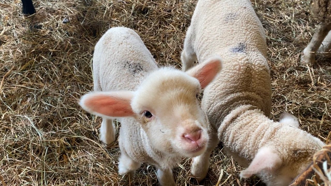 Hancock Shaker Village baby animals