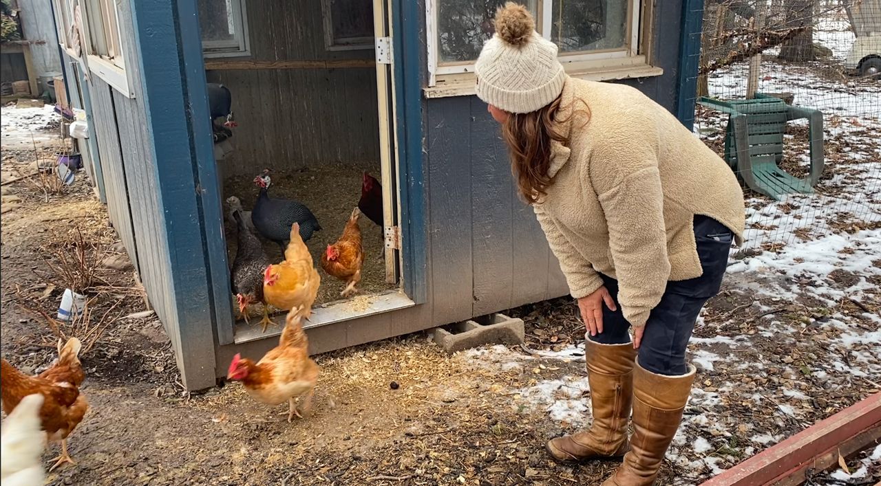 Backyard chicken owner reacts to high egg prices