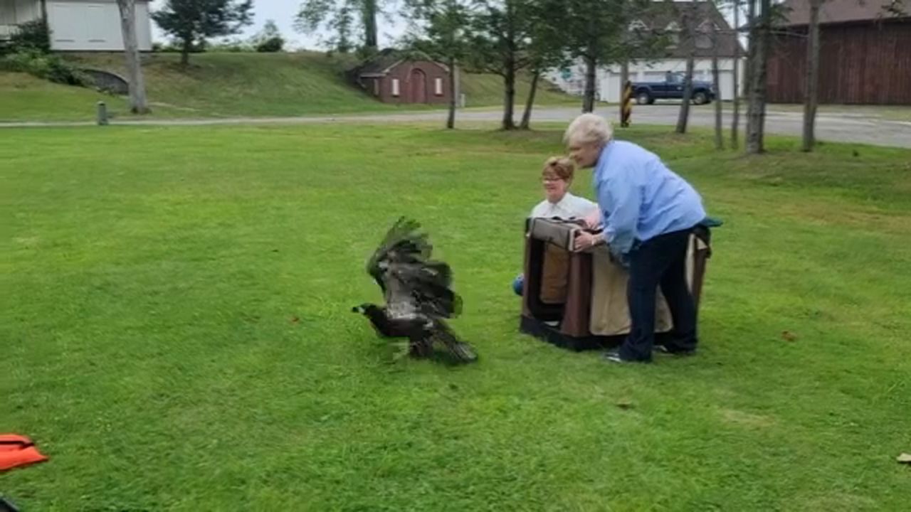 Bald eagle released into the wild at Wendt Beach