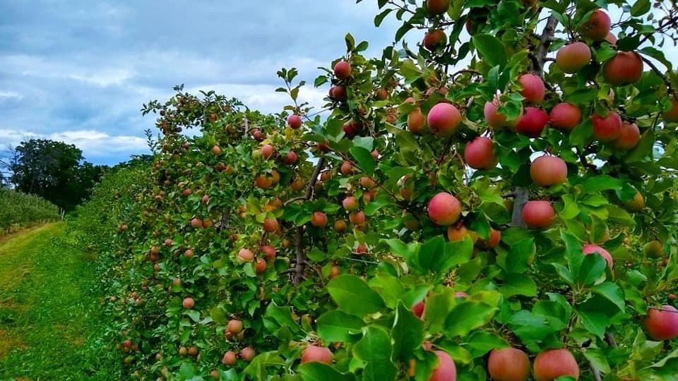 12 spots you can pick apples across Wisconsin this fall
