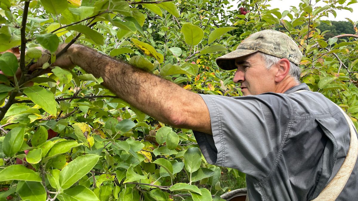 Southampton farm seeing fewer apples this fall