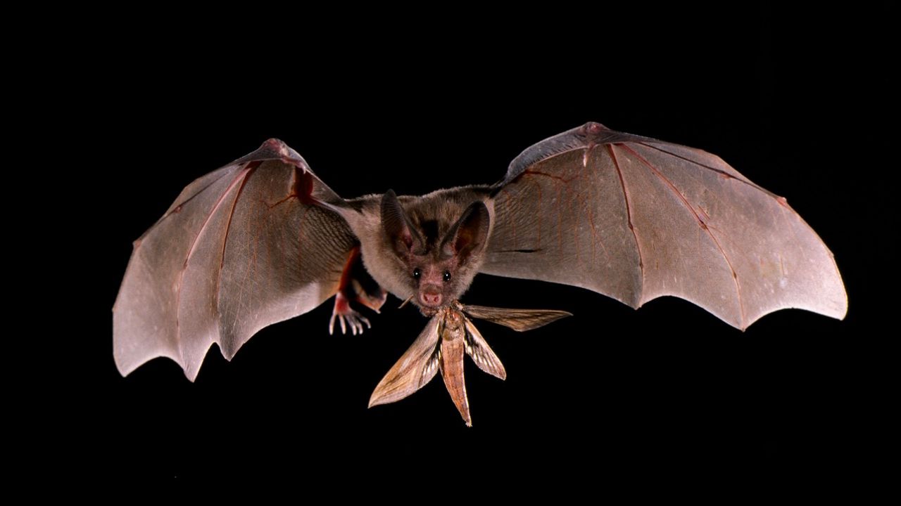 Texas man devotes life to saving bats