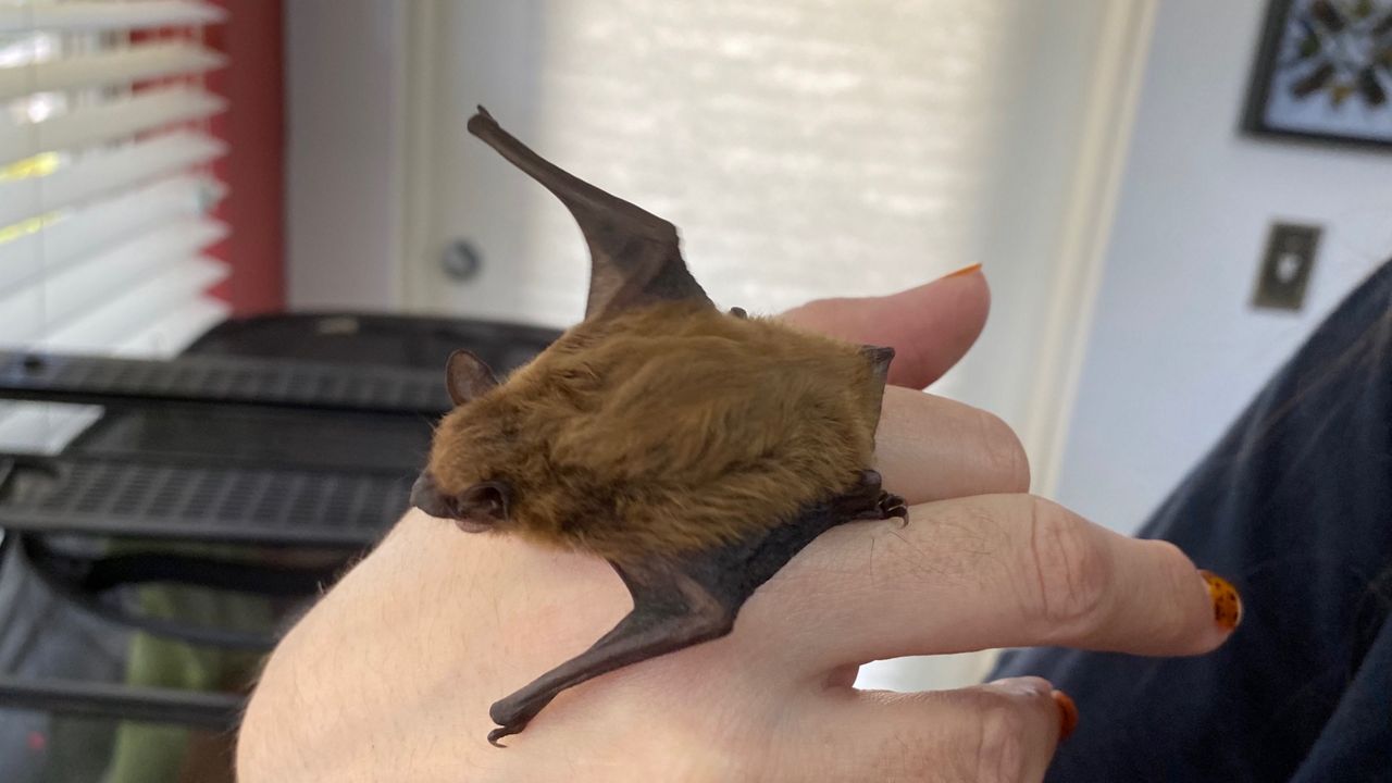 Meet St. Petersburg's Own Batgirl