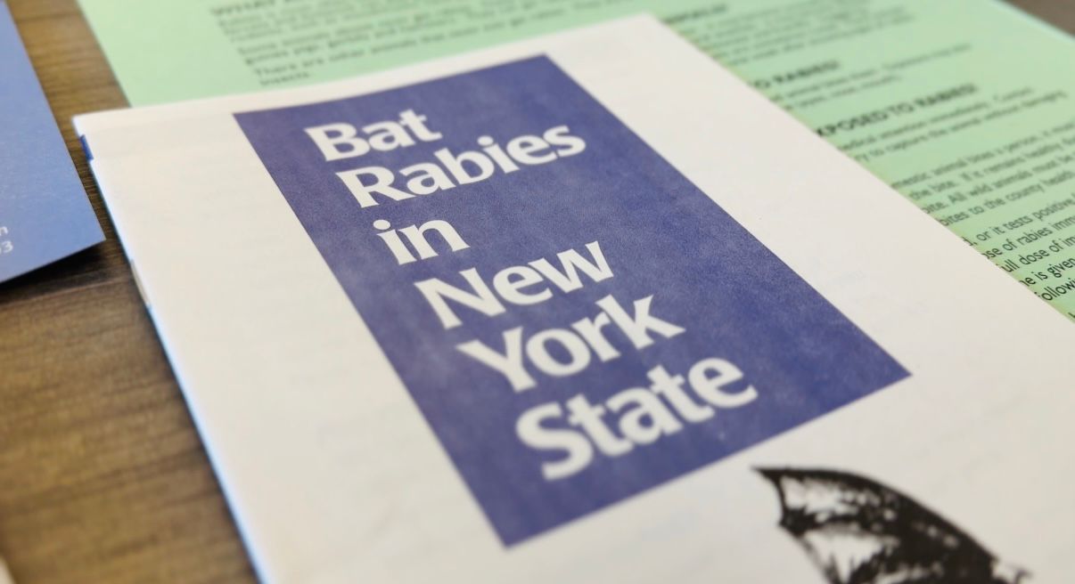 Uptick in bat calls sparks renewed guidance on rabies risk