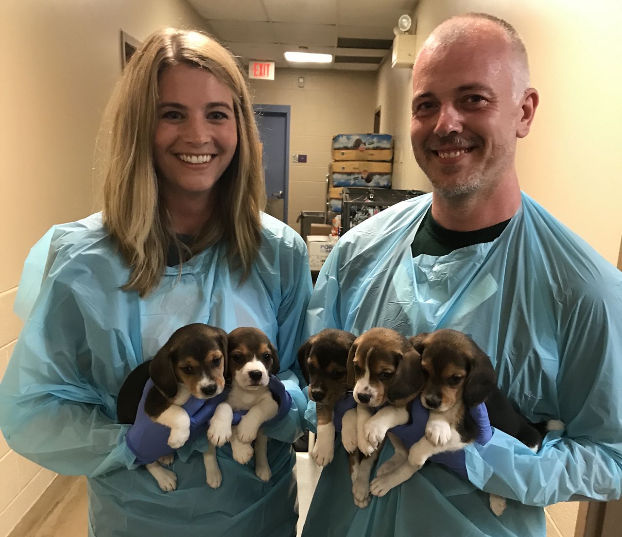 Wisconsin Humane Society rescues 62 beagles