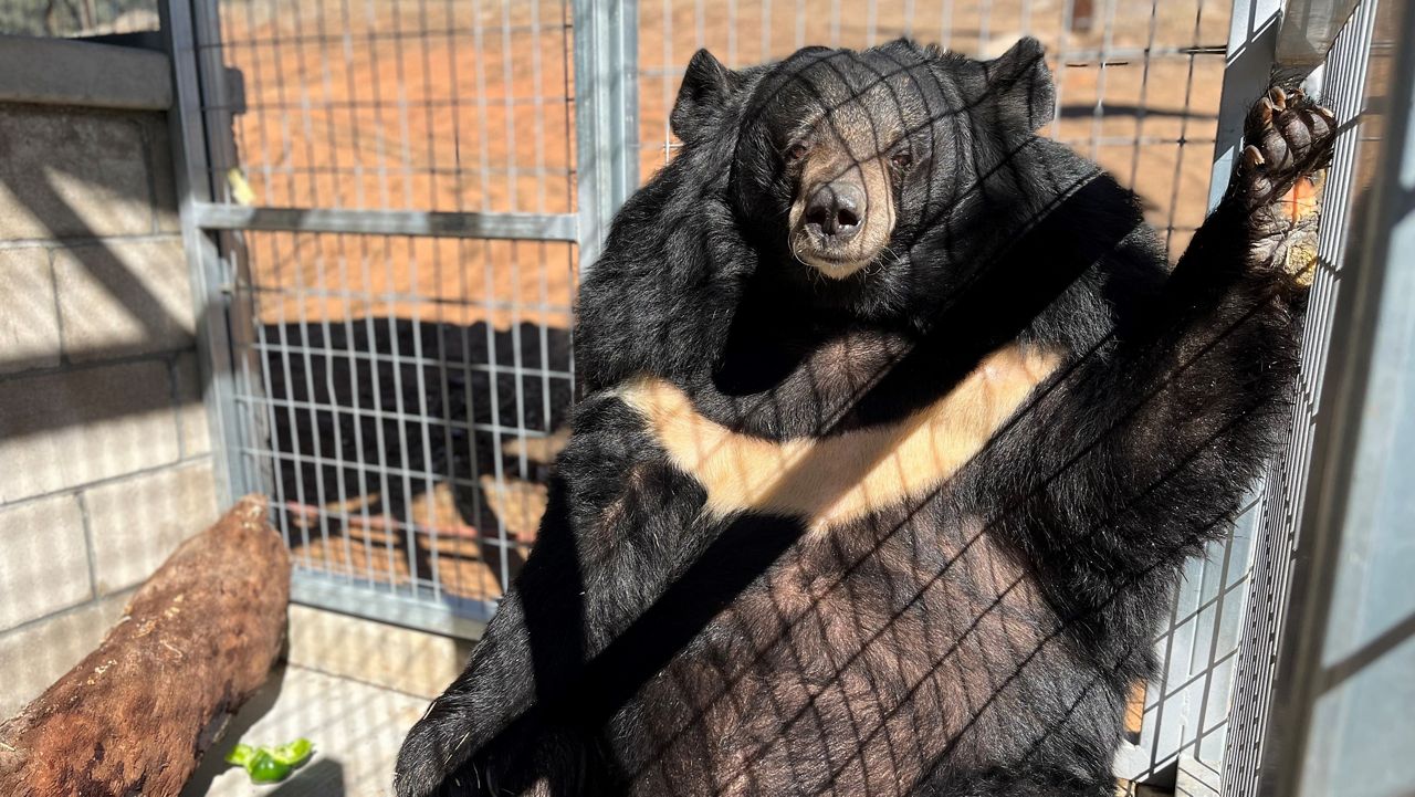 Animals find new home in SoCal after zoo rescue in Maryland