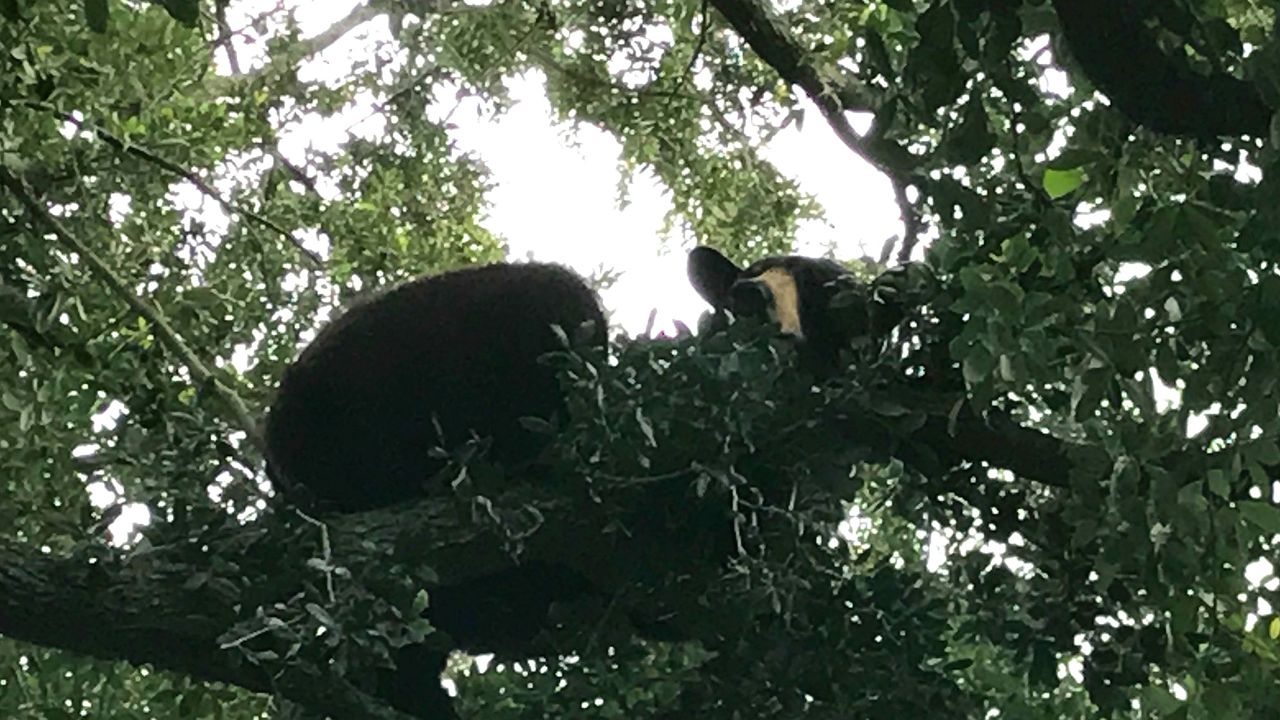 Florida BearWise grant means more bear-resistant trash cans