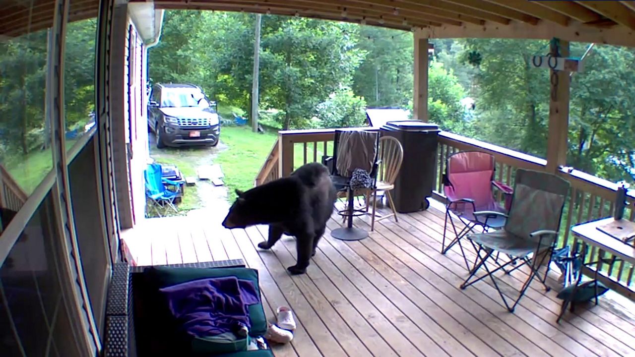 Bears are active in N.C. mountains: tips to keep them away