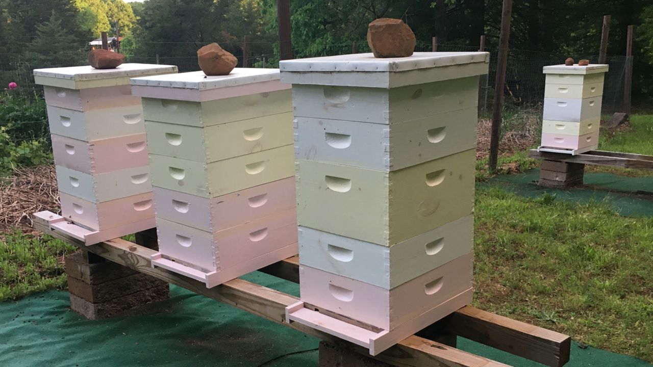 Swarming Season Scary For Some, Exciting For Beekeepers