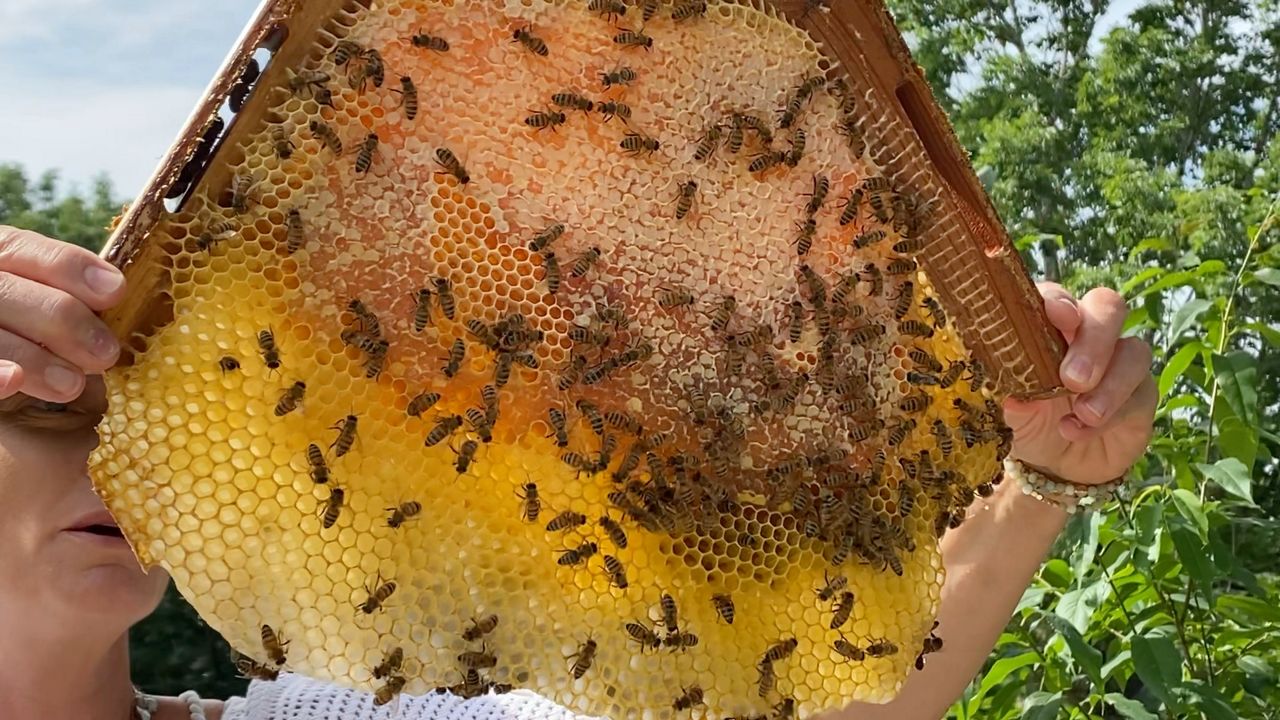 Boone woman planting pollinator corridors to help bees