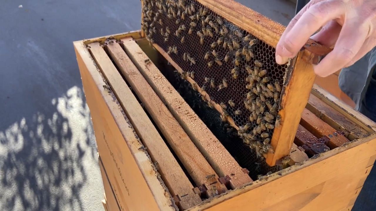 Two-time Michelin star restaurant creates urban beehives
