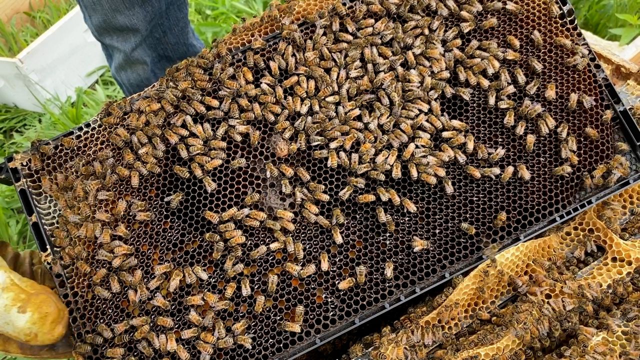 UW-Platteville Bee Squad is a-buzz on campus