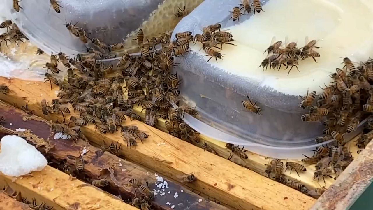 Rochester beekeeper looks forward to vaccine for honeybees