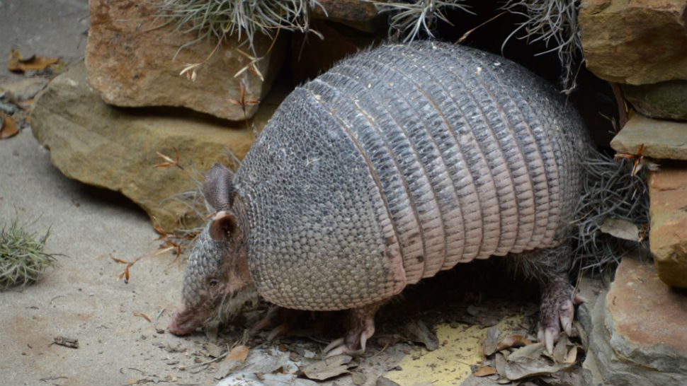 Armadillo Day: Bee Cave Bob to predict if spring has sprung