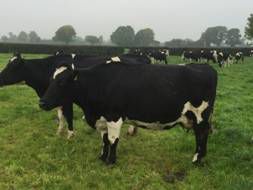 Get Certified! Dairy Beef Quality Assurance Workshop