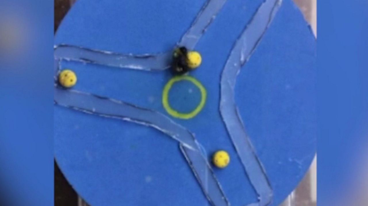 Bees Learn to Play Soccer in New Study