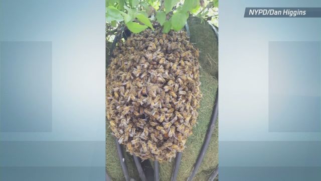 NYPD Beekeepers Safely Remove Midtown Swarm