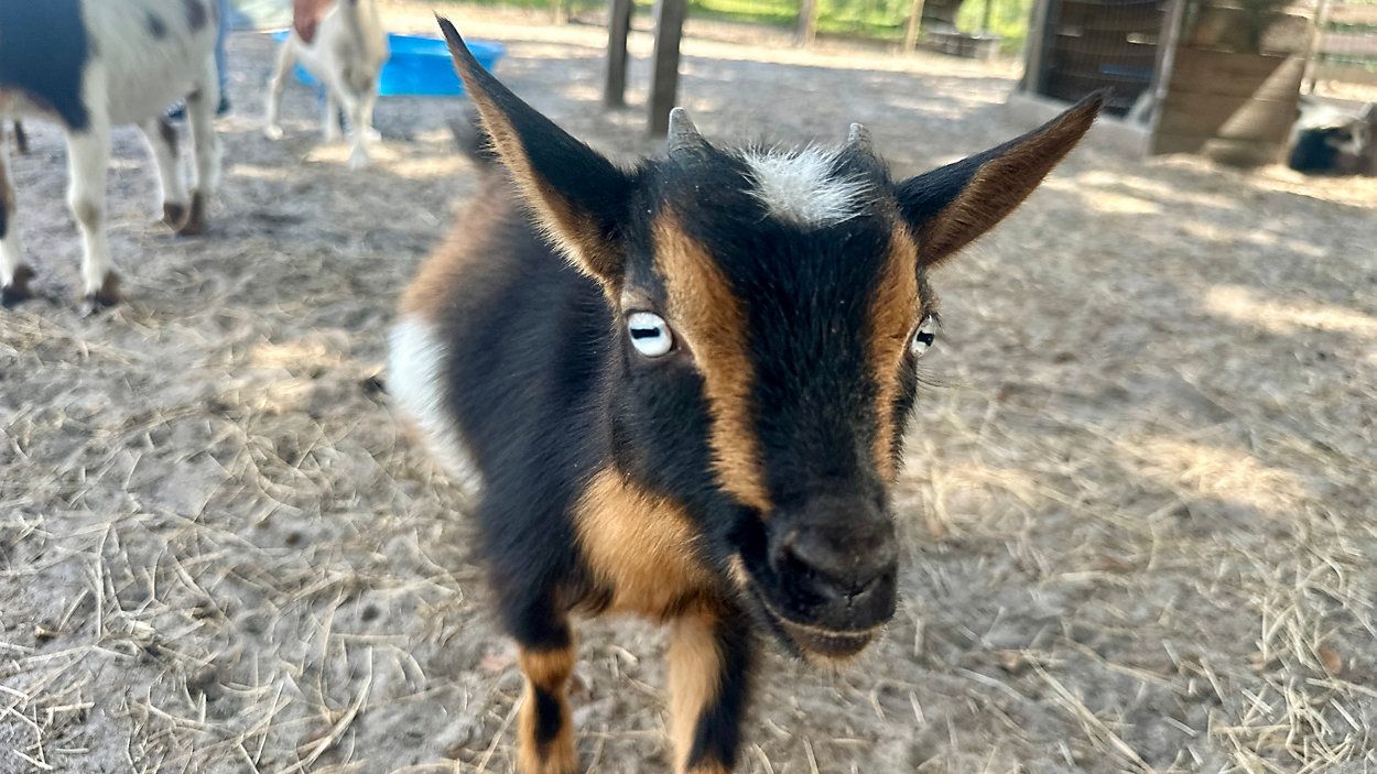 Polk City Cuddle farm leaves world at gate